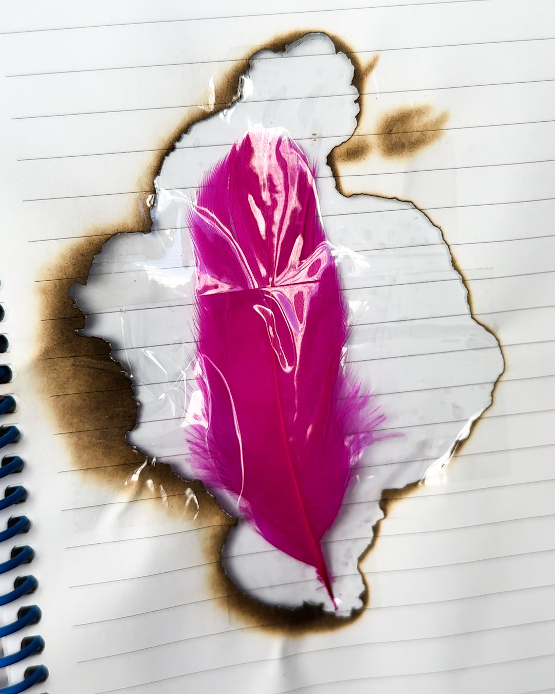 Turning a simple feather into art 🪶