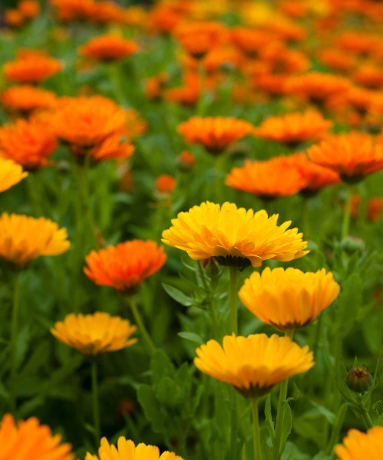 5 beautiful container plants with an unexpected benefit – they'll keep ...