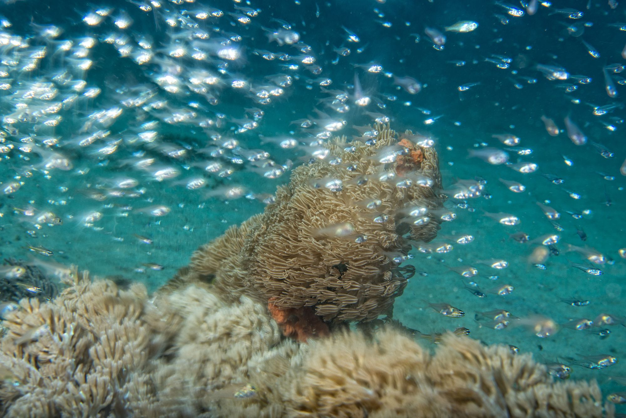 Bizarre things caught by underwater drones lately