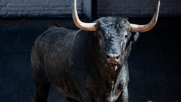 Estos son los ofensivos toros de José Escolar para comenzar la última ...