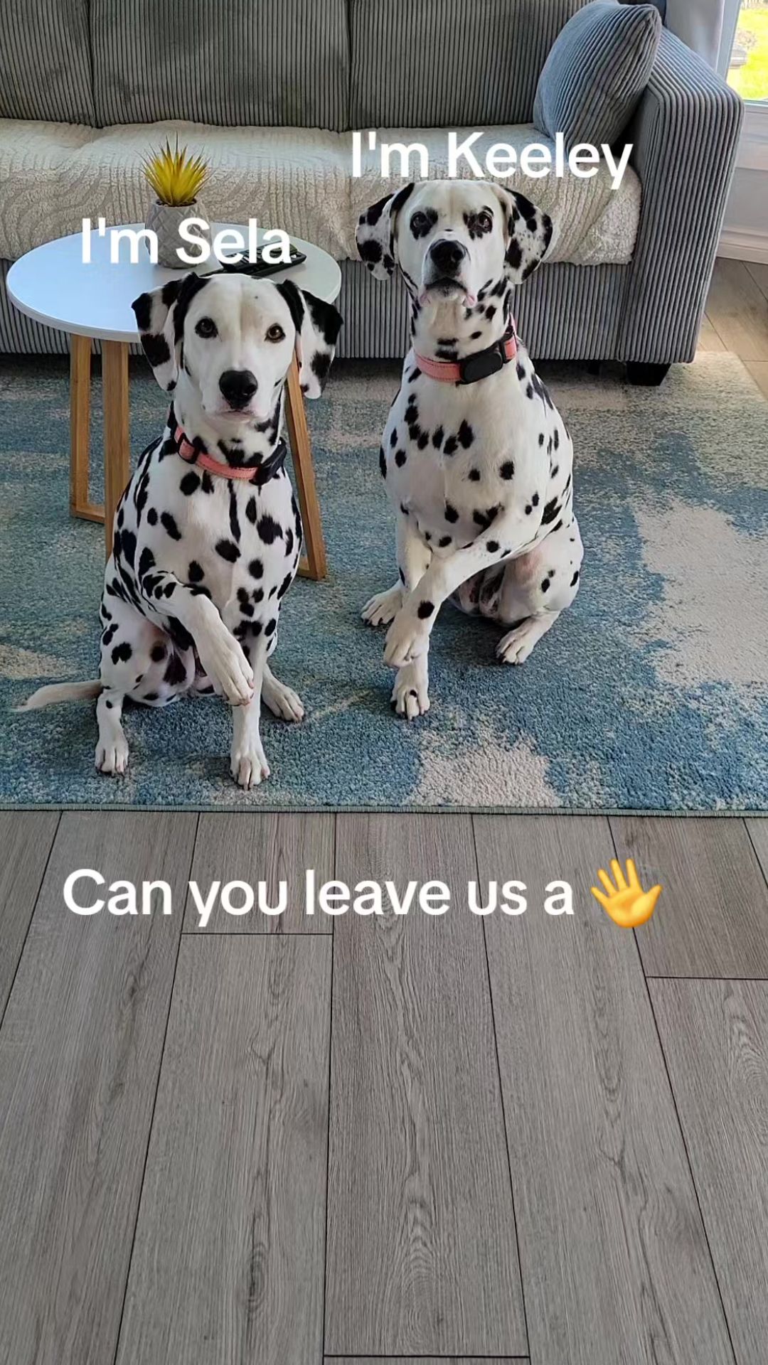 Say hello to Sela and Keeley, the charming Dalmatians