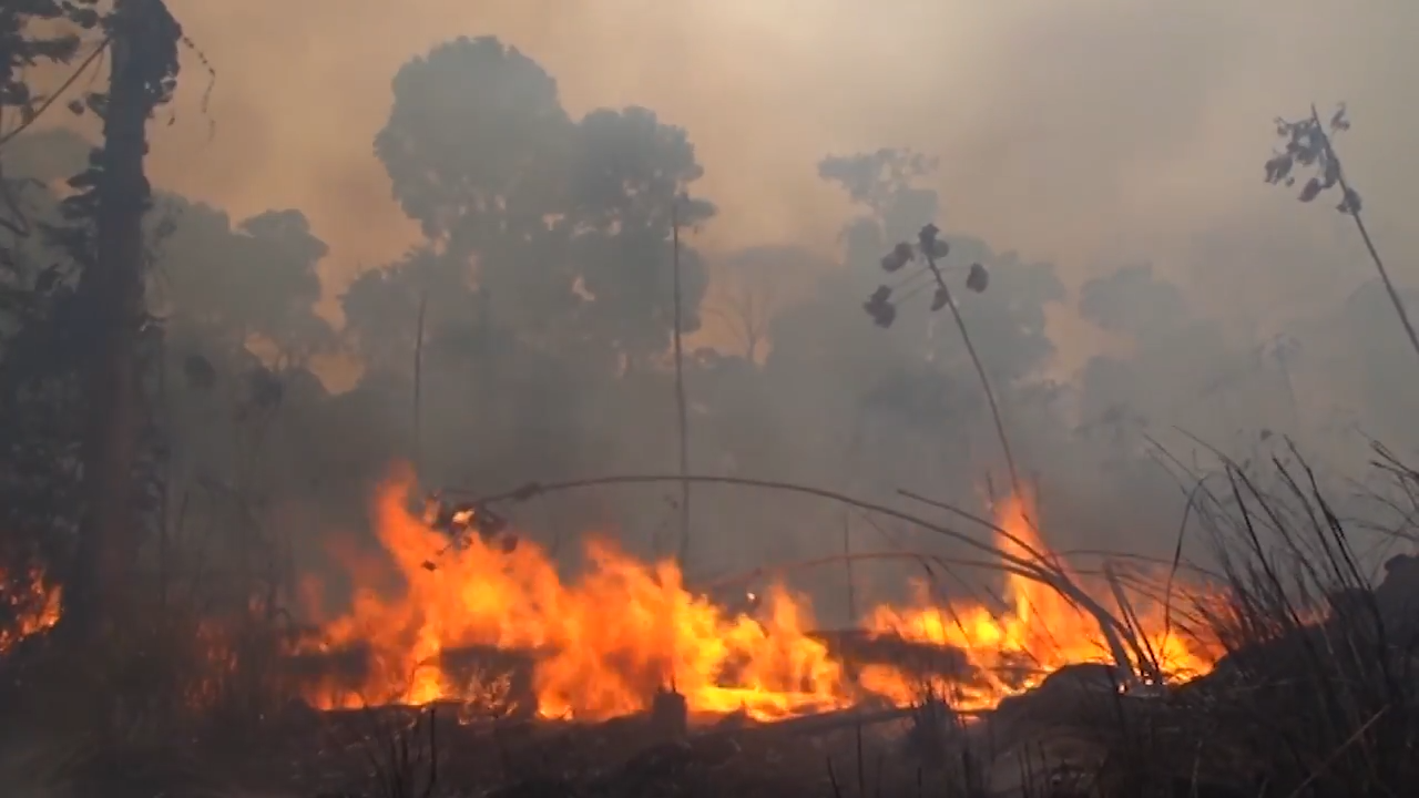 Watch what happens to animals when the rainforest burns – and it’s ...