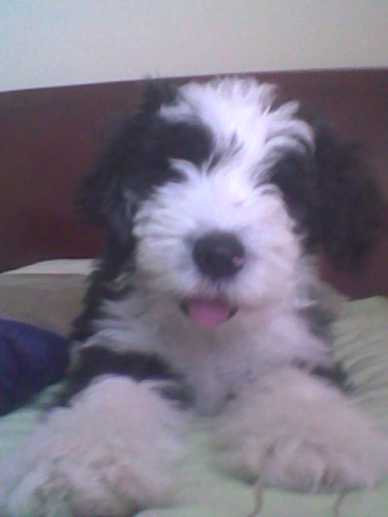 Think you know how your puppy will look? These 10 breeds may surprise you