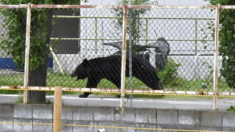 Bear injures four people in residential area of Japan