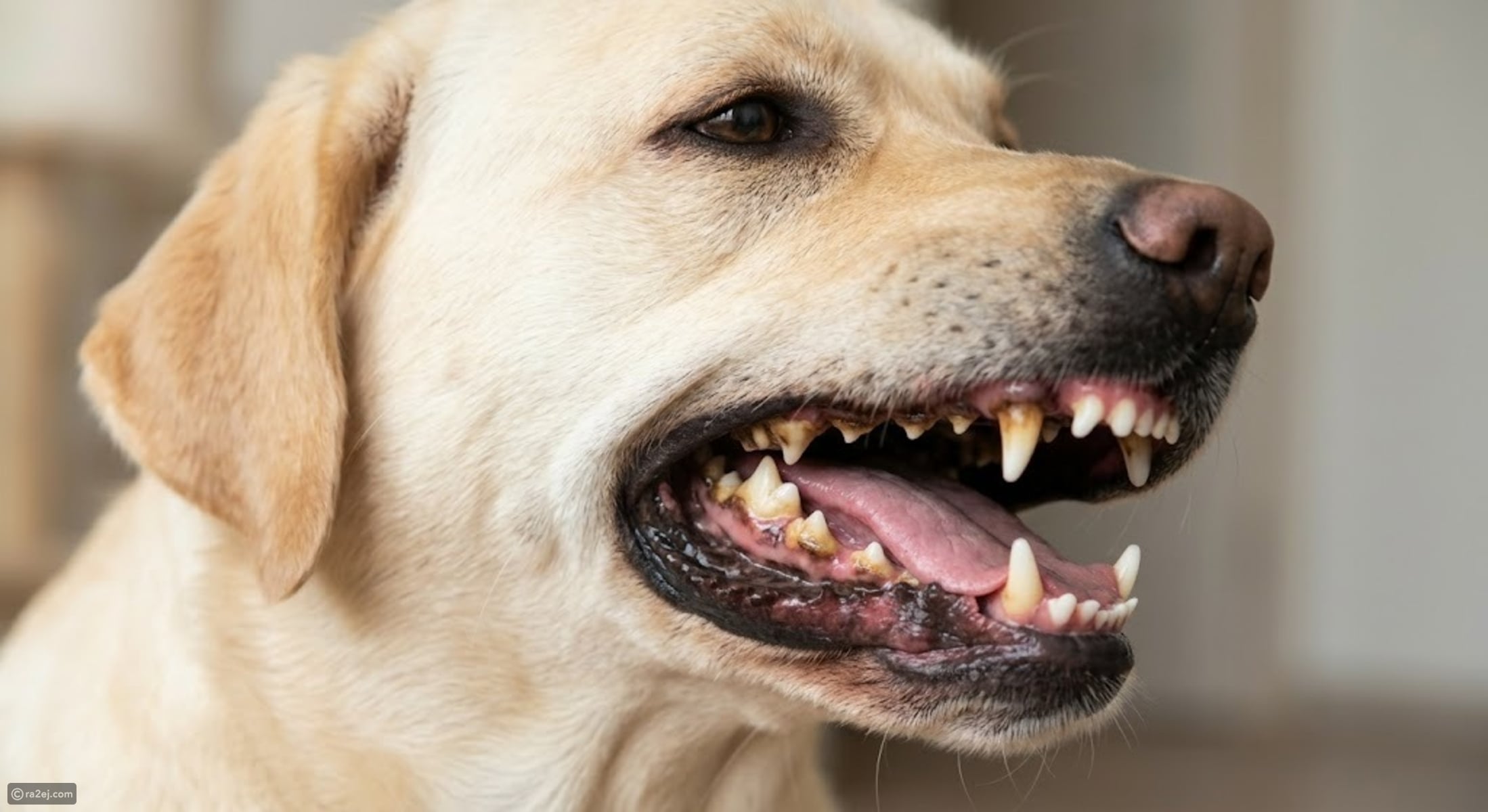 10 common dog diseases UK owners should know about