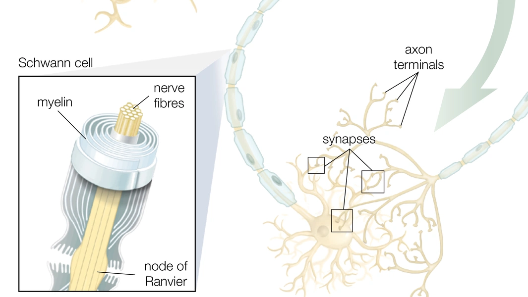 Causes, symptoms, and treatment of vitamin B12 deficiency