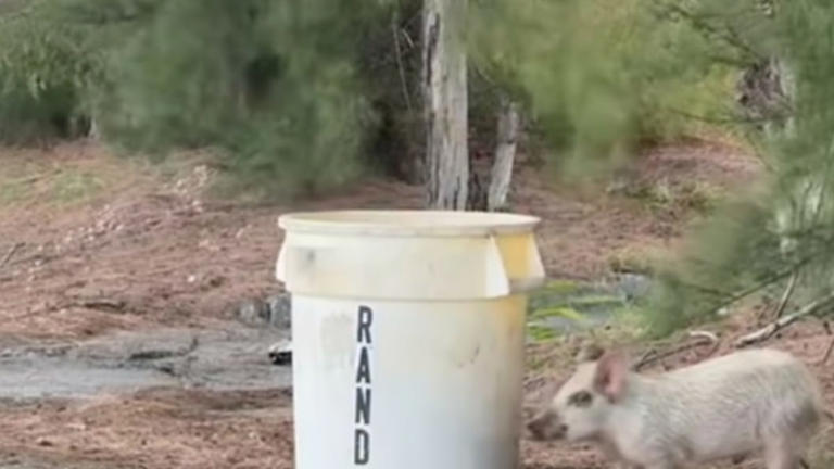 Pig found wandering the streets: Dog rescue takes an unprecedented risk