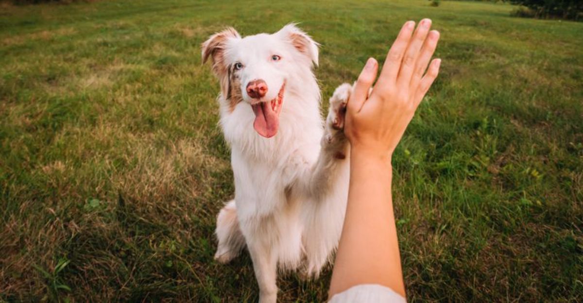 11 medium-sized dog breeds that handle busy family life beautifully