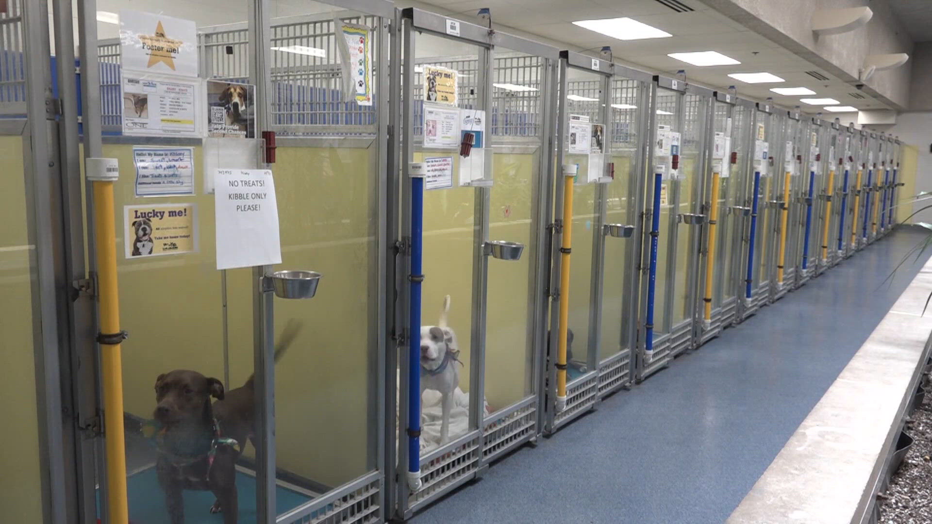 Imo's covering adoption fees at Stray Rescue