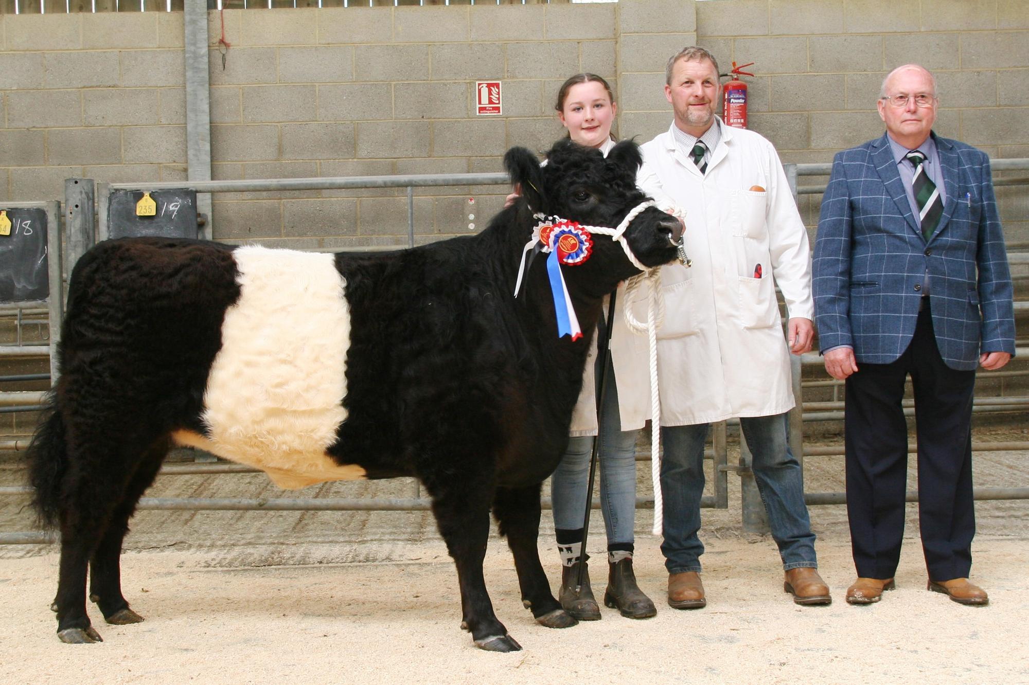 Barwise bull stands supreme at annual CCM Skipton Belted Galloway highlight