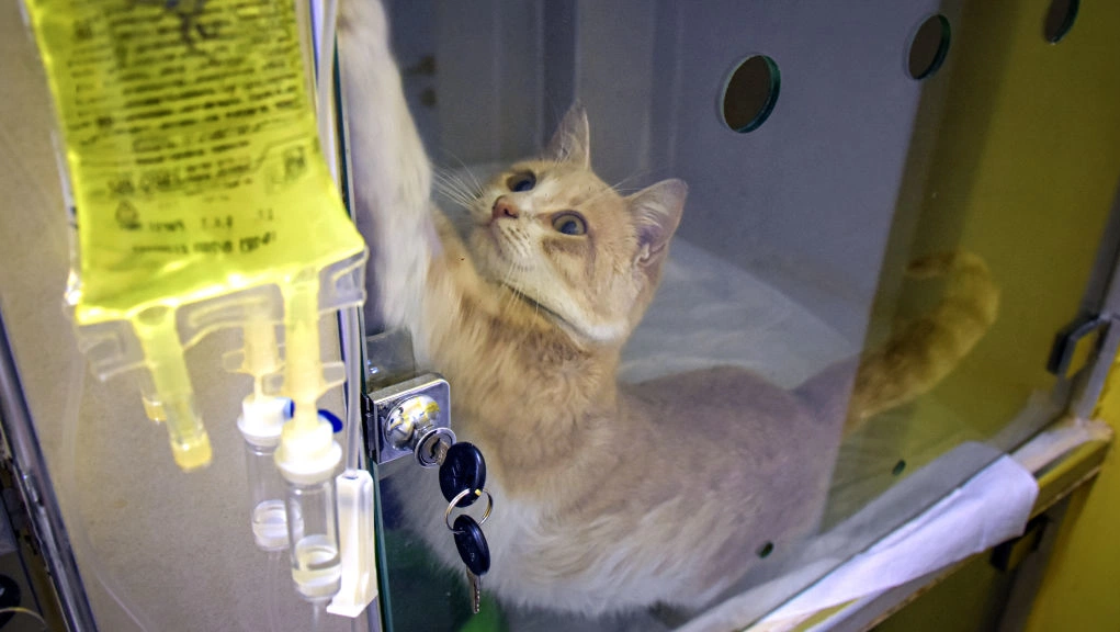 14 serious cat diseases owners often overlook