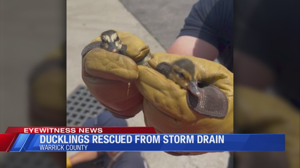 Ducklings rescued from storm drain in Warrick County