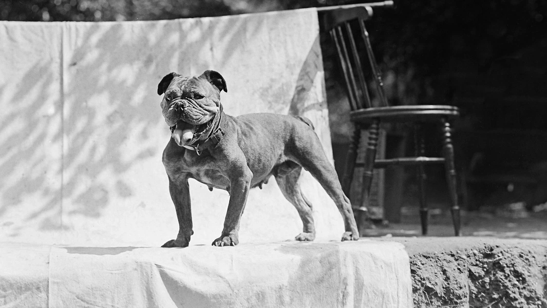 10 popular mid-size dog breeds in America