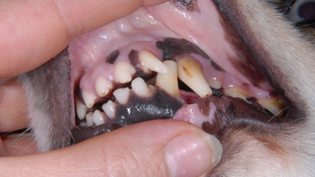 6 funniest dog teeth moments