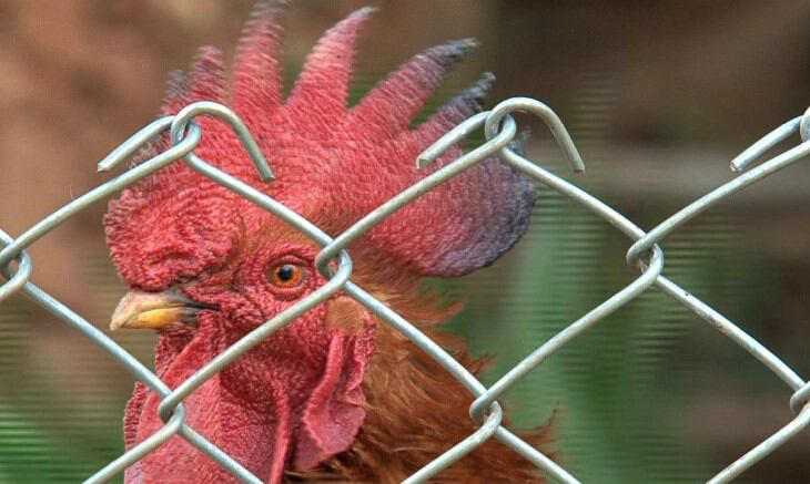 Nearly 60 arrested after large cockfighting ring busted in Chickasaw County