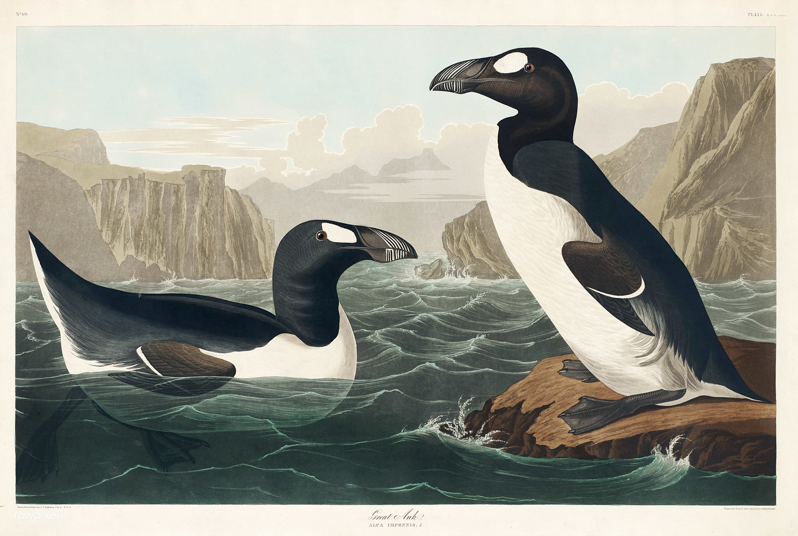 The 10 extinct Canadian animals we’ll never see again