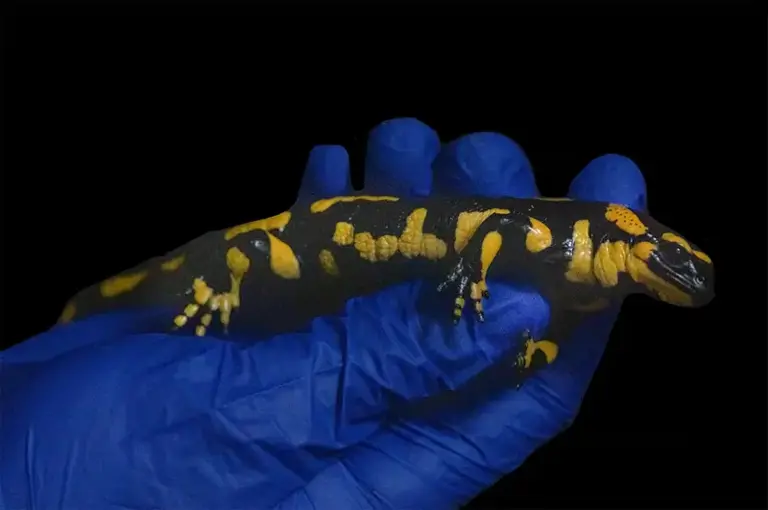 As salamandras-de-fogo podem assustar os predadores com muco fluorescente