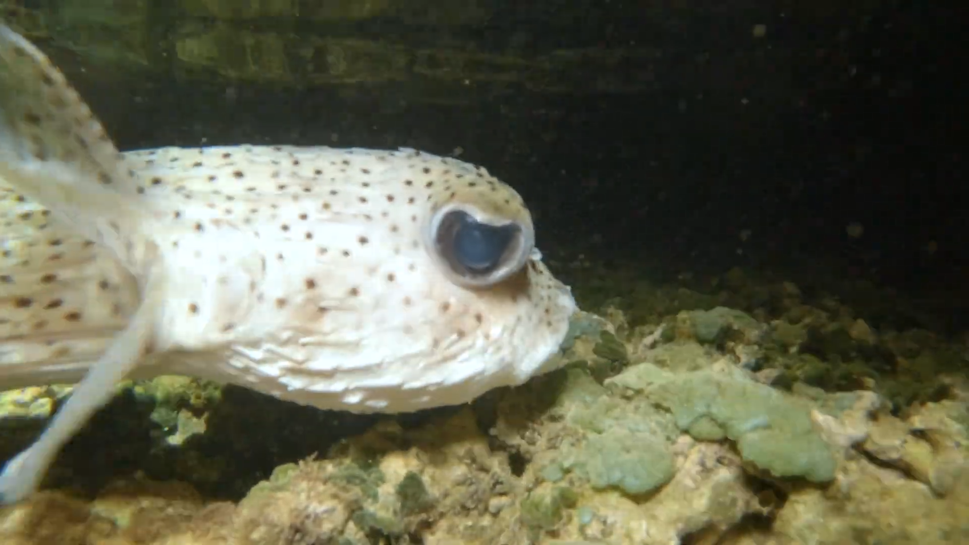 Hundreds of glowing eyes appeared in the water after dark