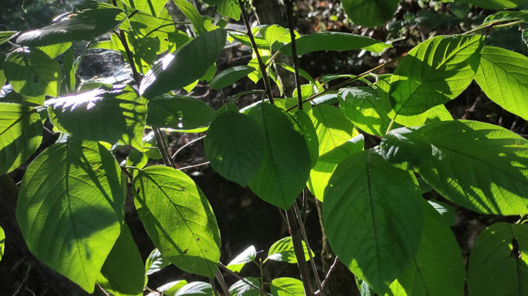 Not English ivy: The less invasive alternative for your yard