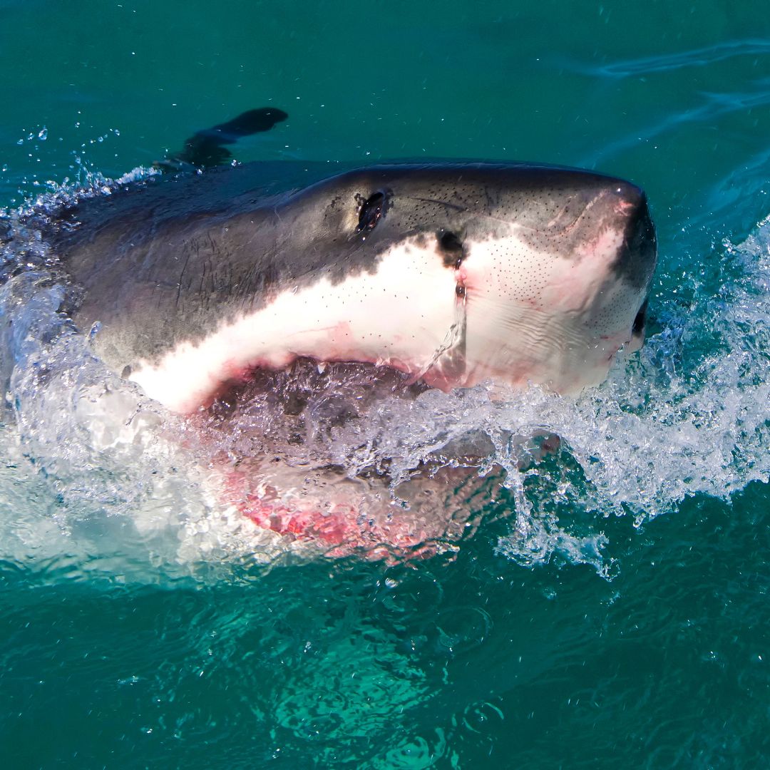 The truth about shark attacks: What’s real and what’s not