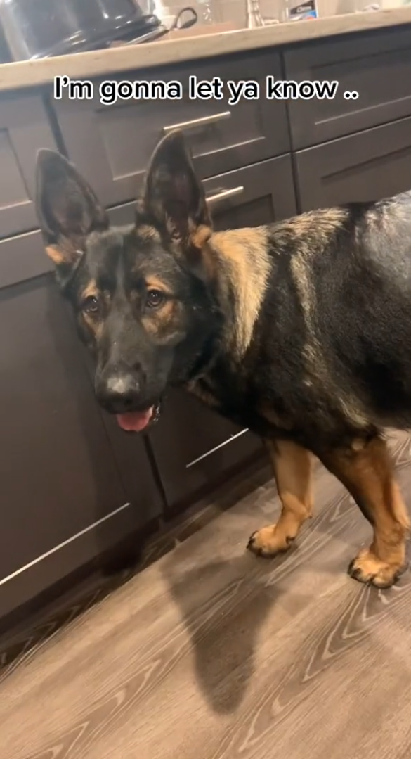 If German shepherds had a hype video the energy never ends