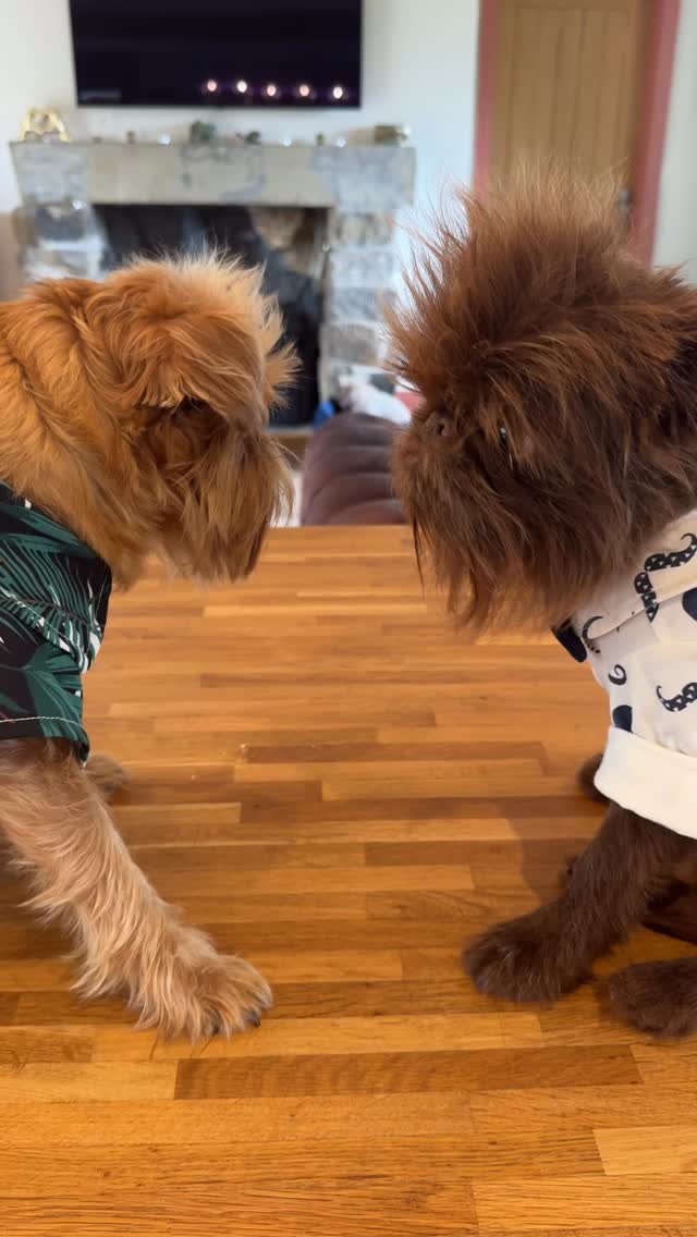 Brussels Griffon shows us the office mood
