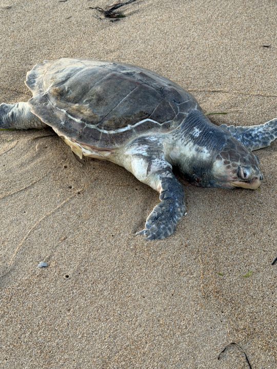 2 dolphins, 3 turtles wash up dead on beach in Virginia