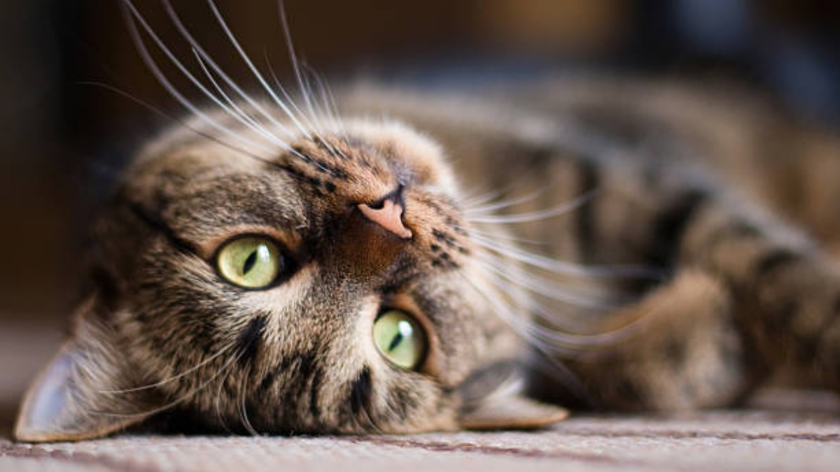 9 subtle changes in your cat that could indicate a health problem
