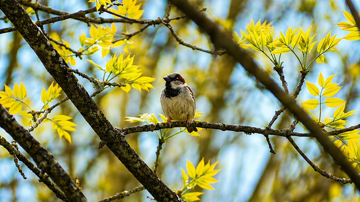 Un pequeño gorrión posado en una rama entre hojas frescas de primavera