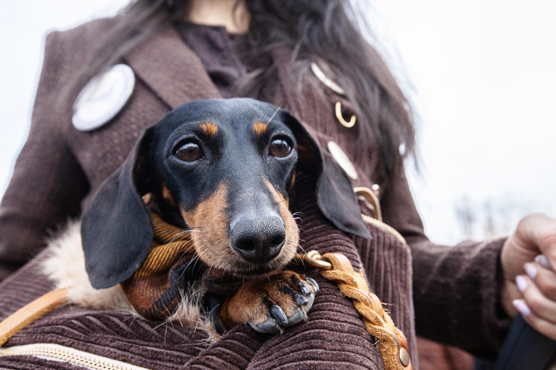 What your dog's breed says about your personality
