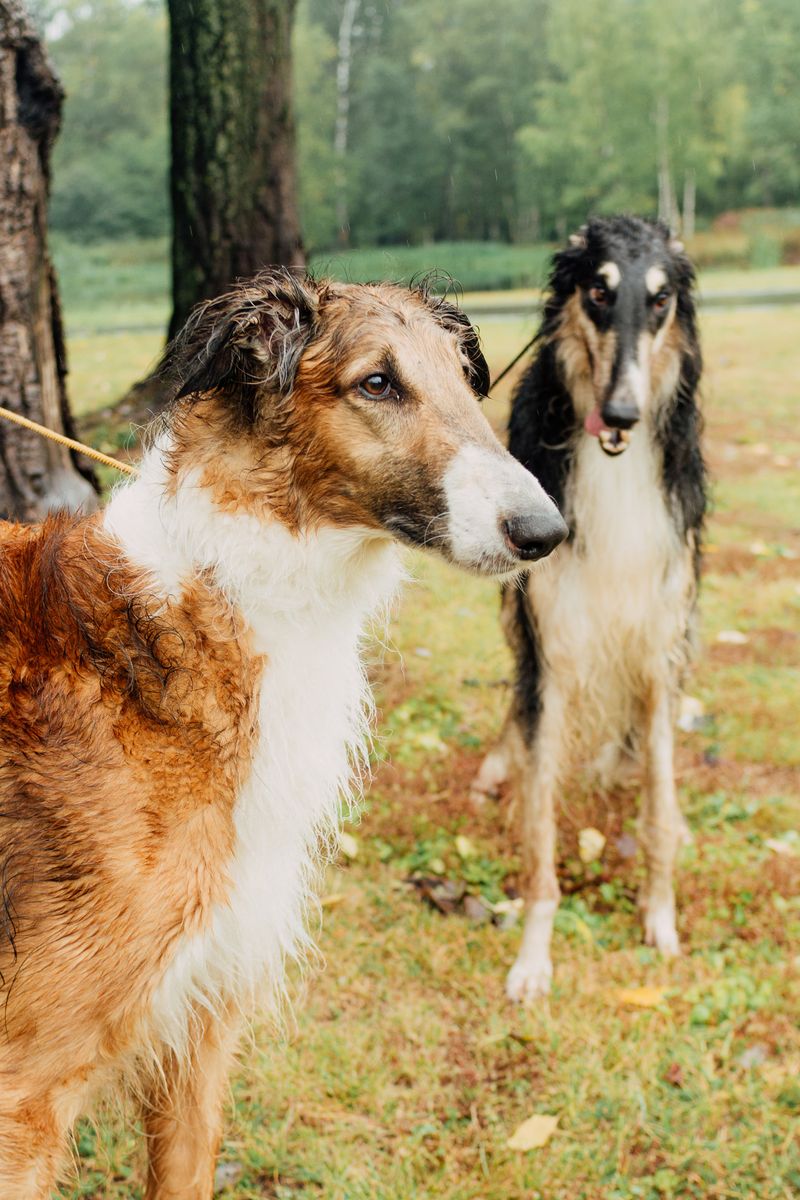 13 dramatic-looking dog breeds that make stormy weather look natural
