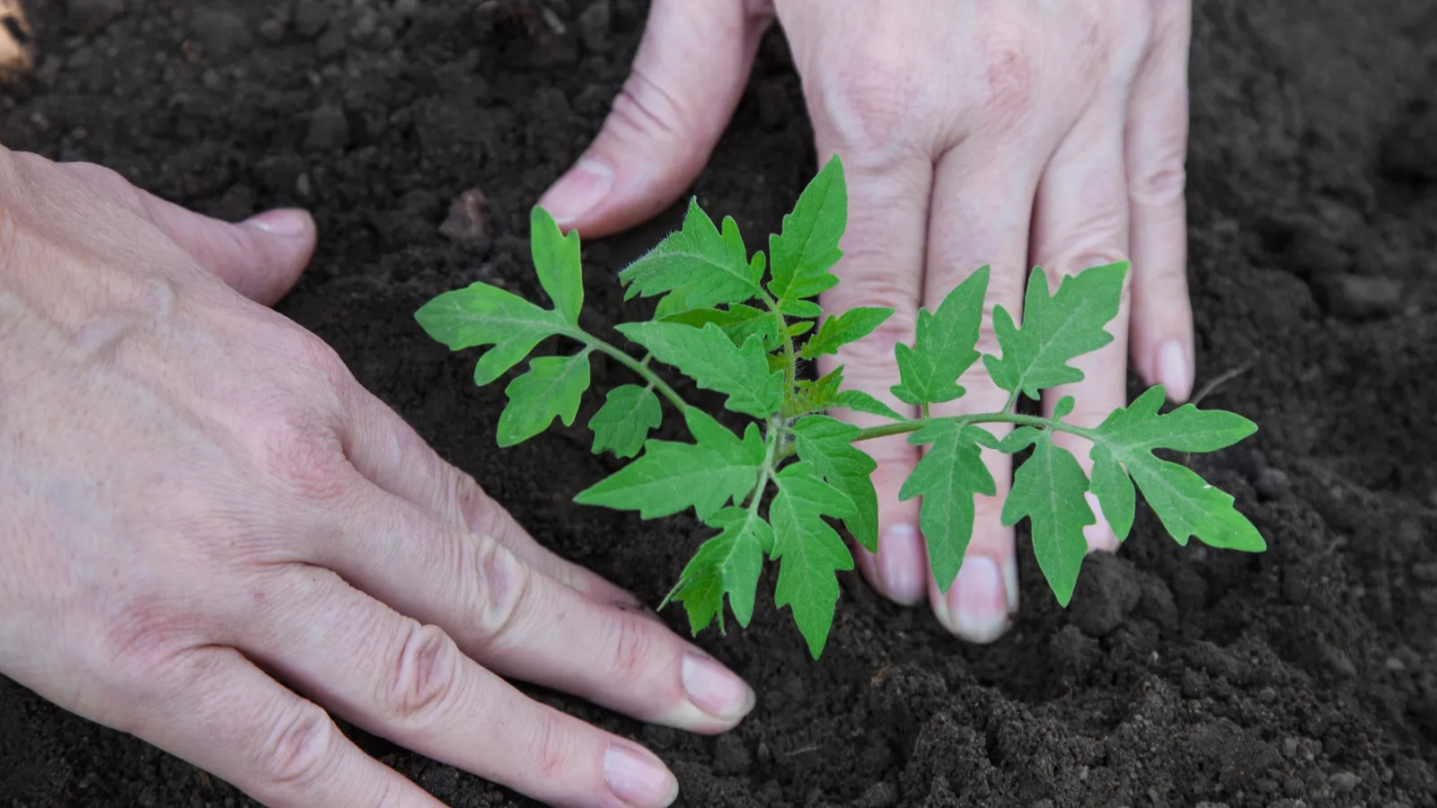 Smart tomato growing tricks most gardeners don’t use