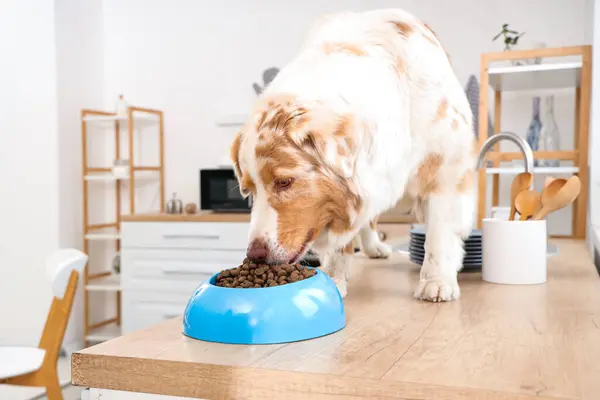 Check your freezer for this Albright’s dog food recall