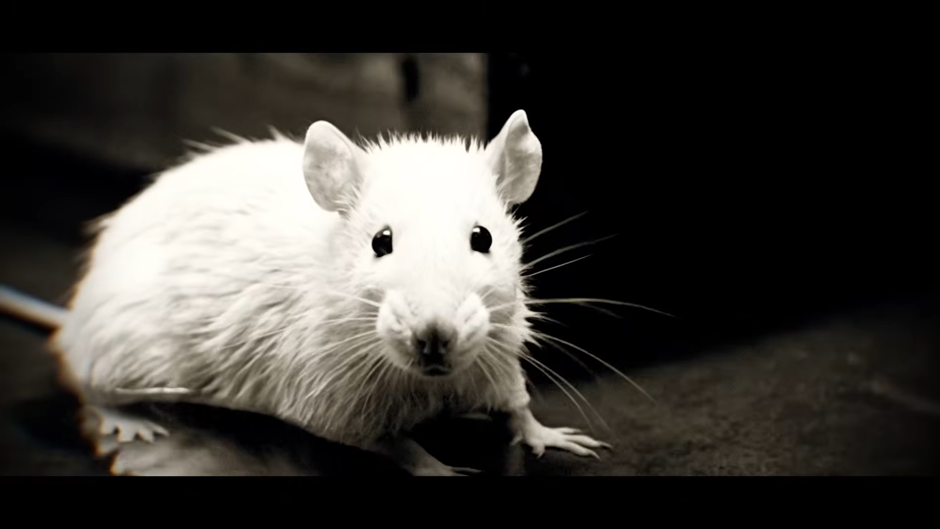 Scientists trained rats to solve a puzzle - then rats across the ocean ...