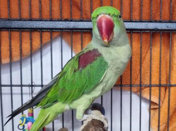 Meet abandoned blueberry-loving parrot Betty who is currently in the ...