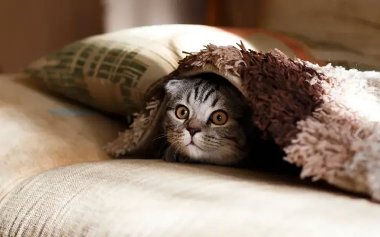 If your cat sleeps on you, vets say it may signal hidden fears and anxiety