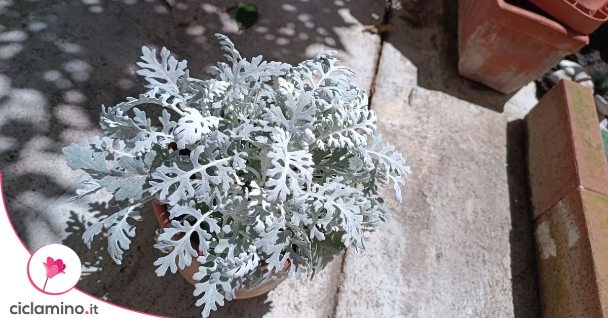Perché le foglie grigie della Cineraria marittima sono perfette per i ...