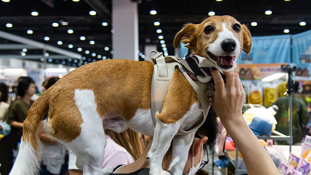 9 subtle signs your dog loves you