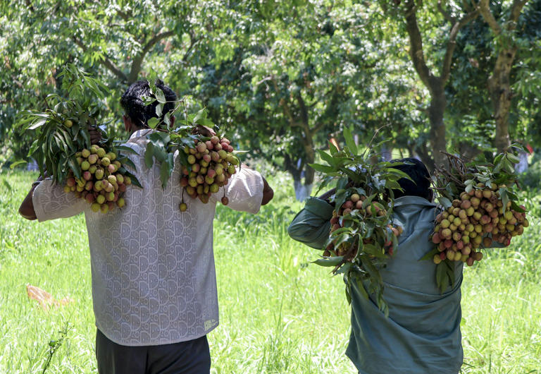 Litchi cultivation gains ground in Jammu as farmers reap higher returns ...
