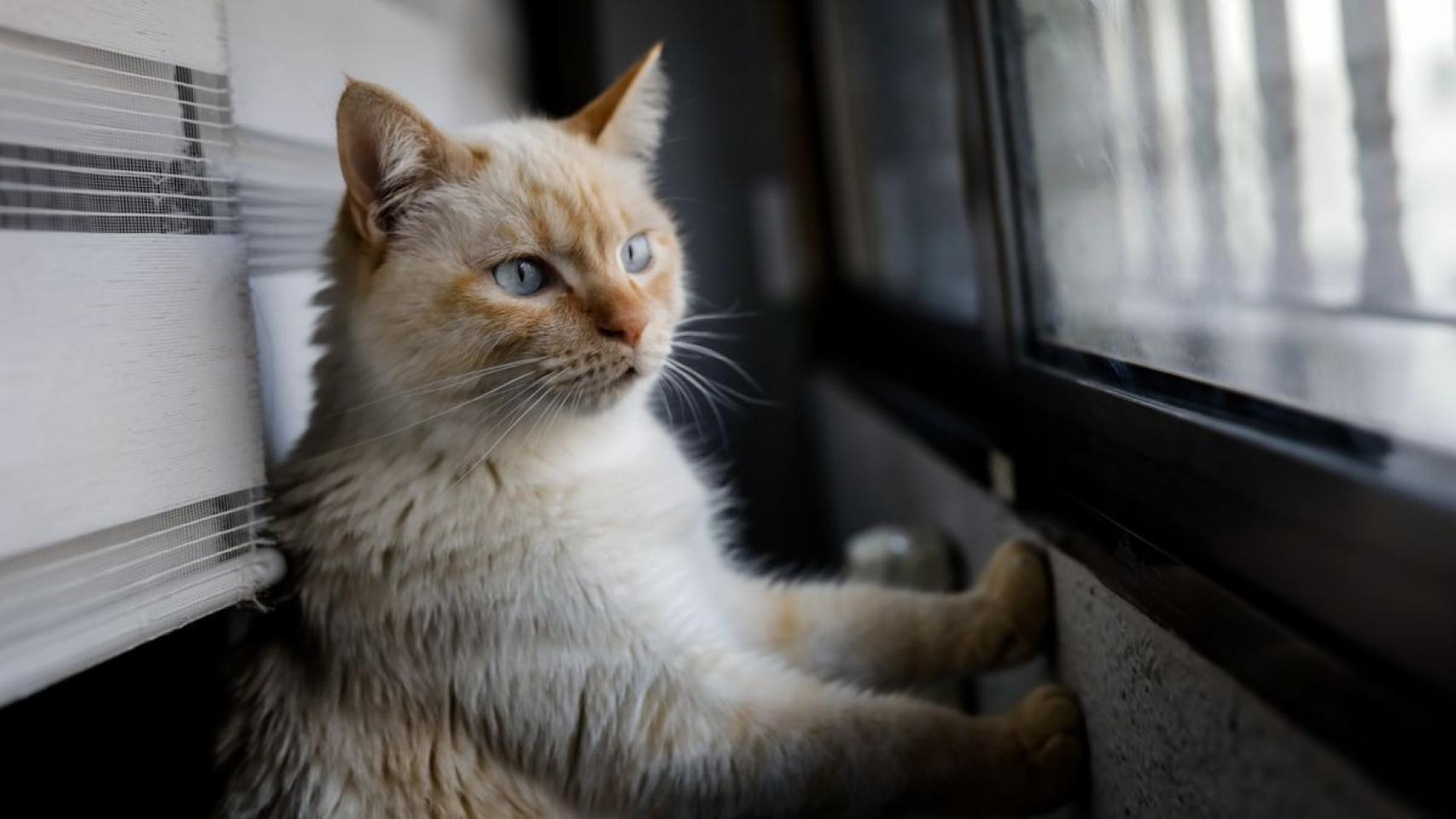 Los veterinarios coinciden: los propietarios de un gato deben tener una ...