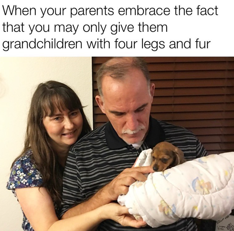 21 sausage-shaped dachshund memes for pups who bark first and ask ...