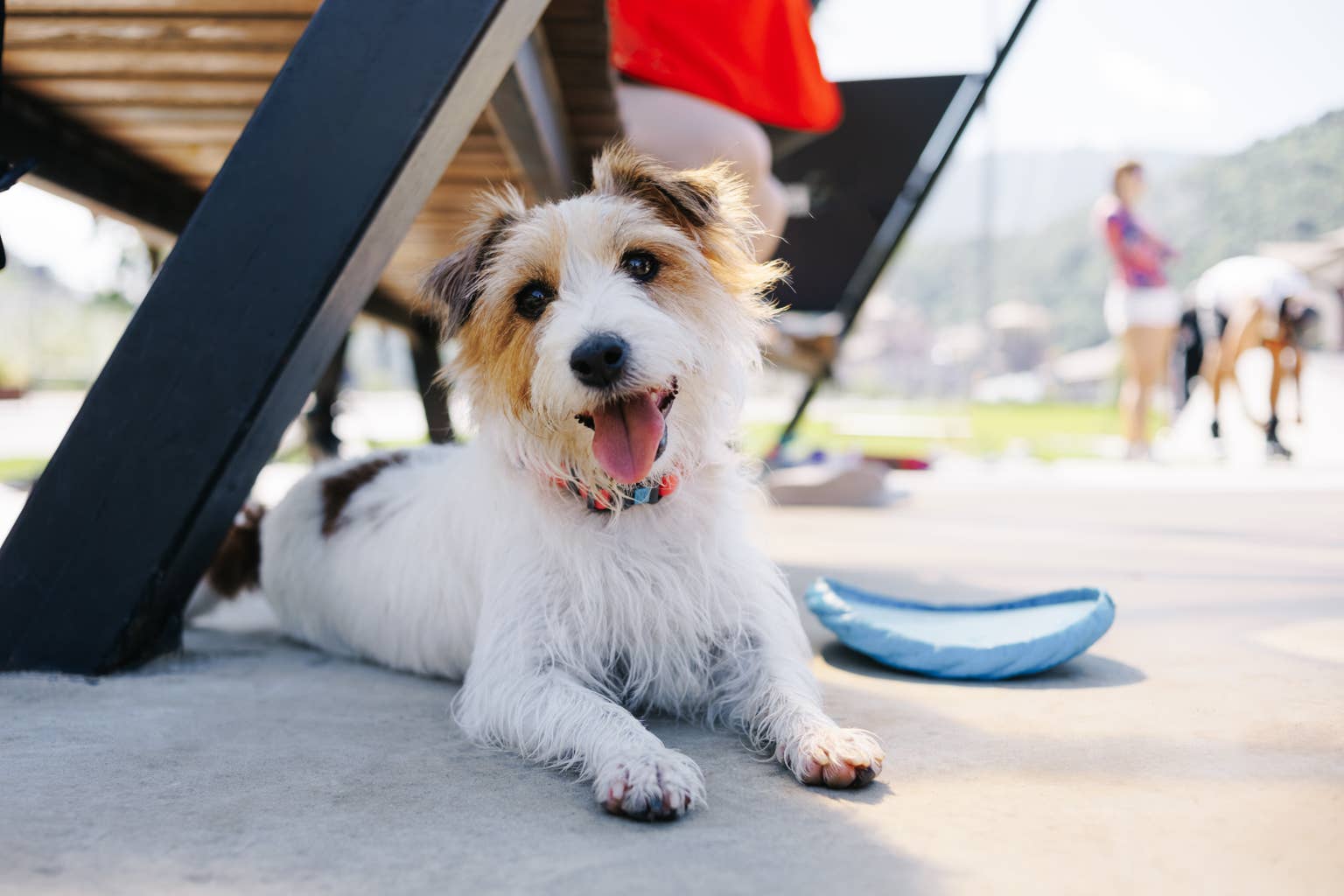 Thinking about traveling this summer? These cities have the highest pet ...