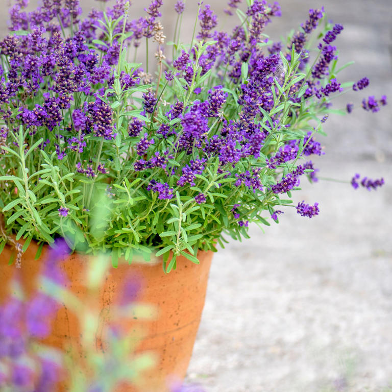 7 low-maintenance container plants that thrive in full sun and hot weather