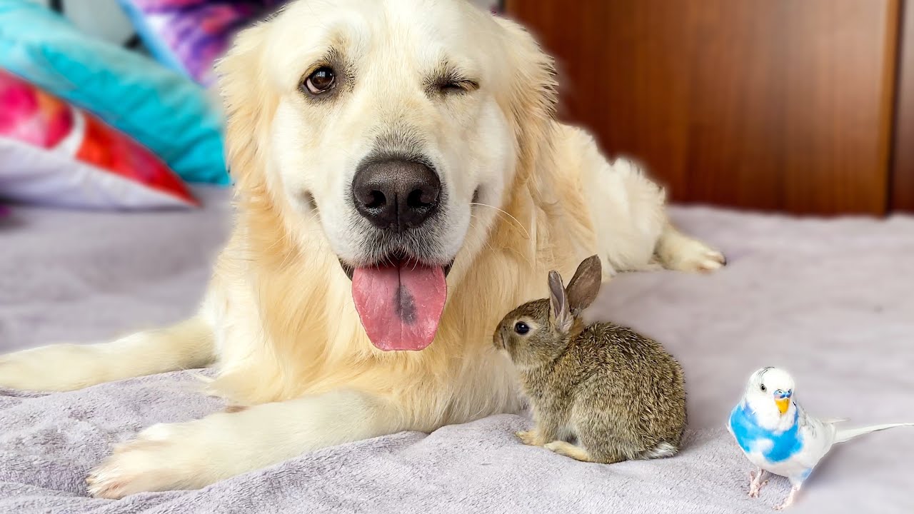 Bunny and budgie join a golden retriever’s cuddle time