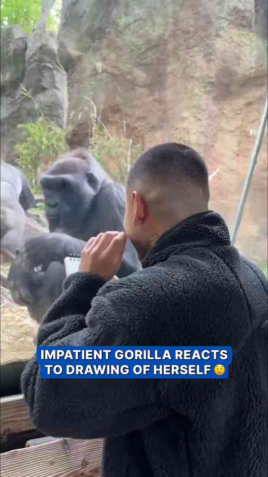 Gorilla’s reaction to artist’s drawing leaves viewers amazed