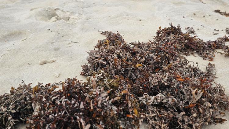 Massive seaweed bloom expected to worsen along Gulf Coast beaches this ...