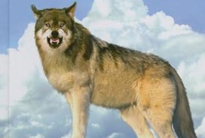 10 unique traits that set dire wolves apart from modern canines