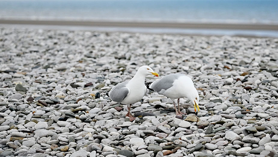 North Yorkshire outlines long-term urban gull strategy