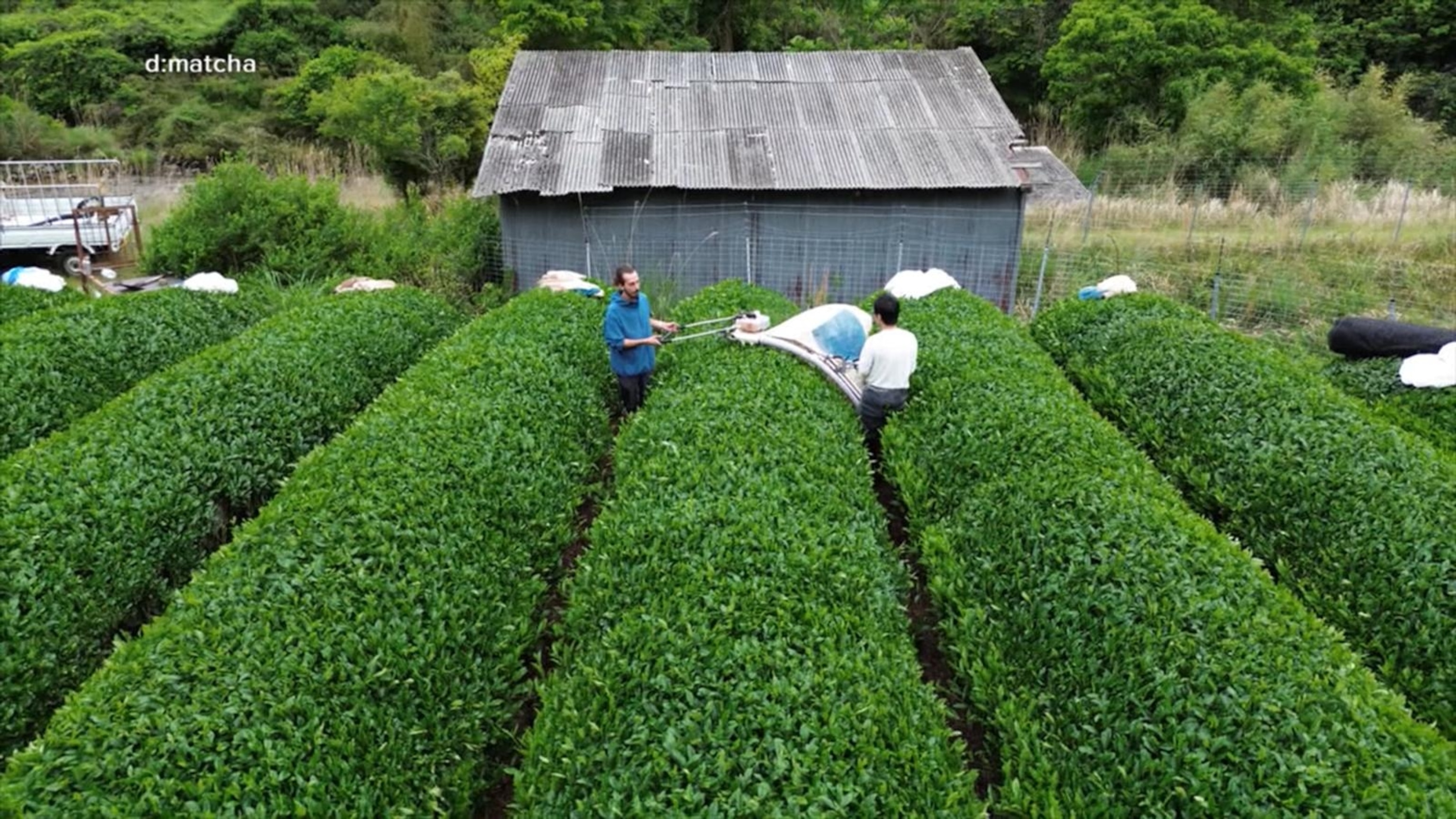 Matcha popularity causes crisis at some farms