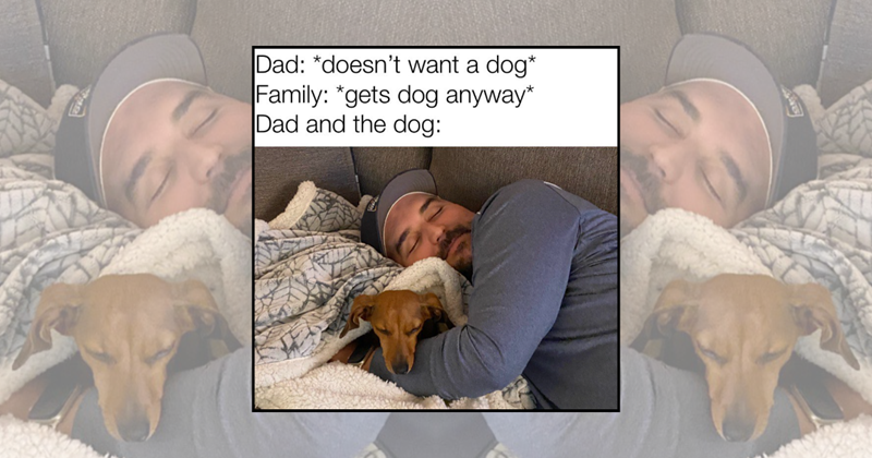 21 sausage-shaped dachshund memes for pups who bark first and ask ...